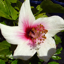 Poplar Grove - Wholesale Nursery